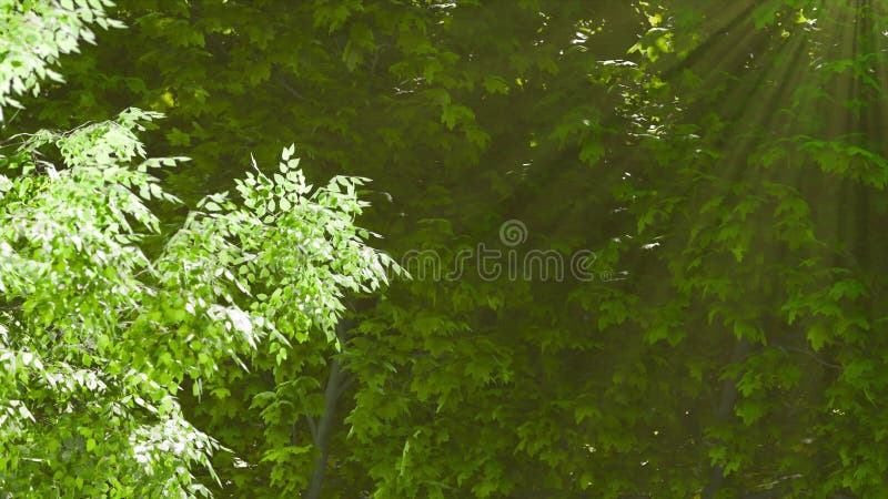 Green Forest Tree Animation 3 Stock Video - Video of field, season ...