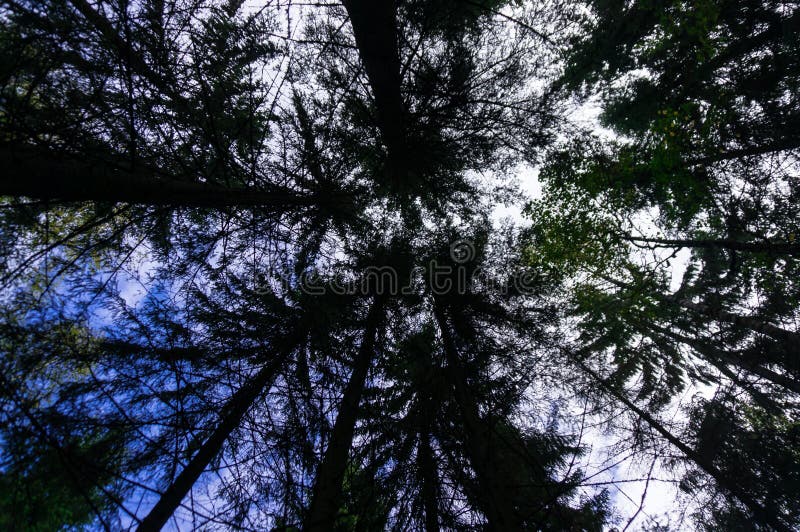 Tops of tall trees. stock image. Image of pine, bark - 126254551
