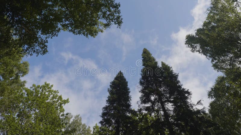 Green Forest. Tree with Green Leaves Bottom View Background Stock Photo ...
