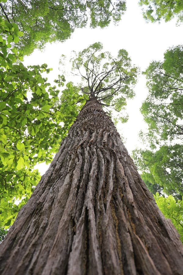 Green Forest Tree With Green Leaves And Sun Light From Bottom View ...