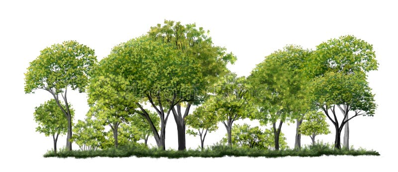 Green Forest or Tree Side View Isolated Stock Photo - Image of spring ...