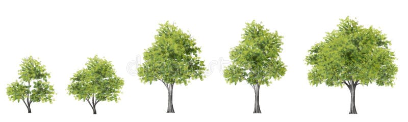 Green Forest or Tree Side View Isolated Stock Image - Image of drawing ...