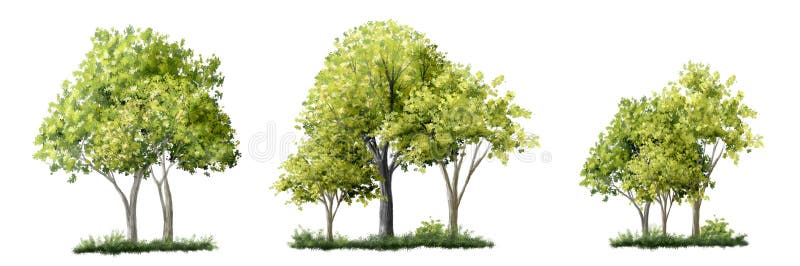 Green Forest or Tree Side View Isolated Stock Photo - Image of spring ...