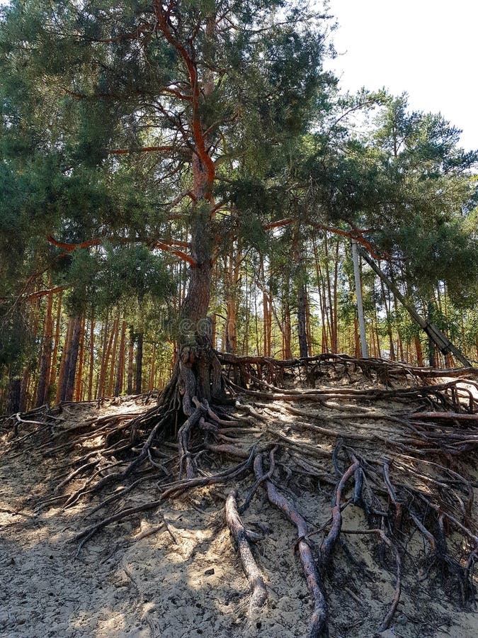 Powerful Tree Roots in the Forest Stock Photo - Image of soil, leaf ...