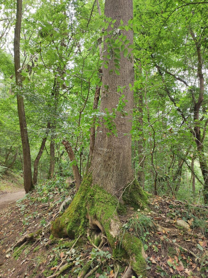 Green Forest, Tree Stem with Moss Stock Photo - Image of covered, stem ...