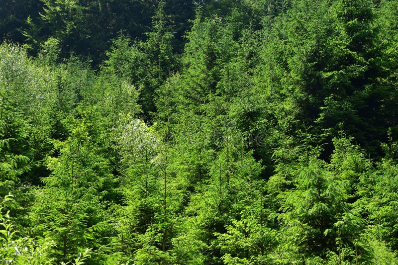 Green Forest Tree Texture Wallpaper Backdrop Stock Photo - Image of ...