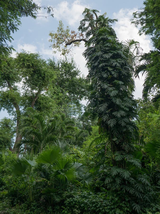 Green Forest with Tree and Vine Stock Image - Image of vine, summer ...
