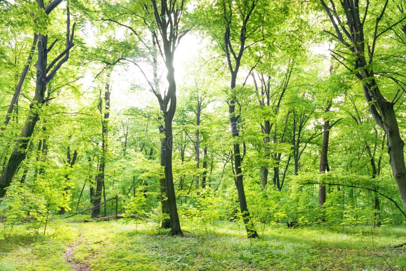 Green forest with trees stock image. Image of environment - 154911475