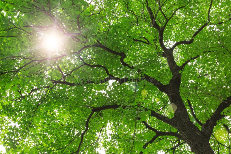 Green forest trees stock photo. Image of light, branches - 57129104