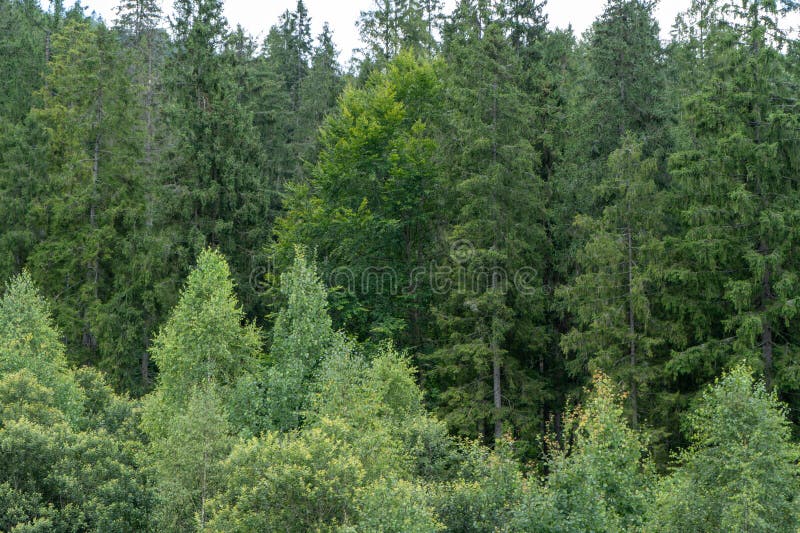 Green Forest Trees. Nature Background Stock Image - Image of landscape ...