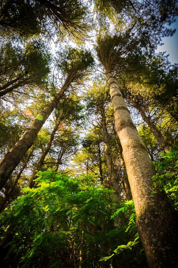 Green Forest Trees in Perspective Stock Photo - Image of green, forest ...