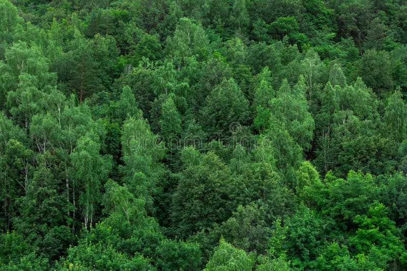 Green Forest Trees Texture Background. Nature Landscape Stock Image ...