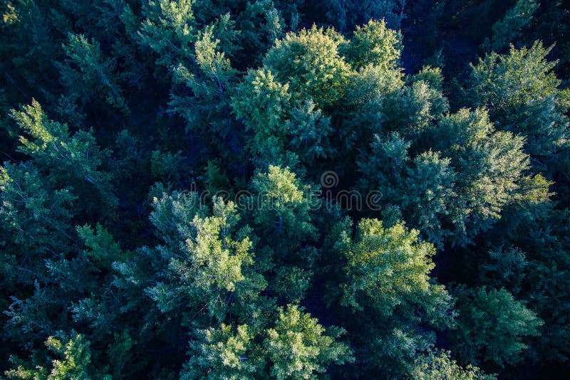 Green Forest Trees Top View from Drone Stock Photo - Image of season ...