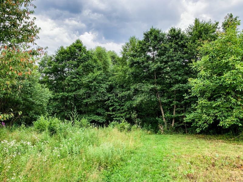Green Forest in Ukrainian Forest in Summertime Stock Image - Image of ...