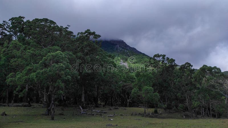 Green Forest Under Mountain in Timor-Leste Stock Photo - Image of ...