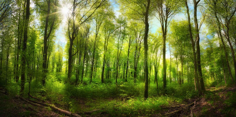 Green Forest with Uplifting Sunshine Stock Photo - Image of green ...