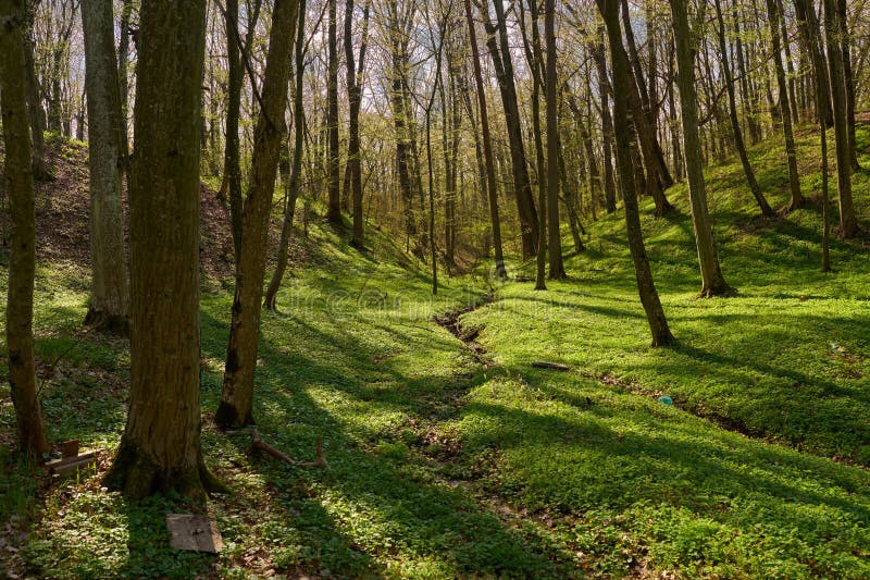 Green Forest Valley in Early Spring Stock Photo - Image of natural ...