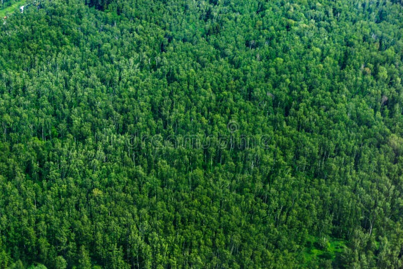 Green Forest, View from Above or Top View Stock Photo - Image of forest ...