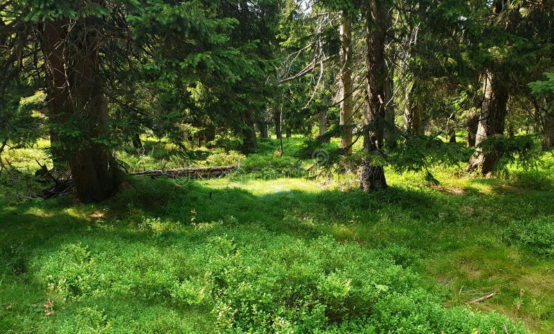 Green forest stock photo. Image of plant, scenic, environment - 193371094
