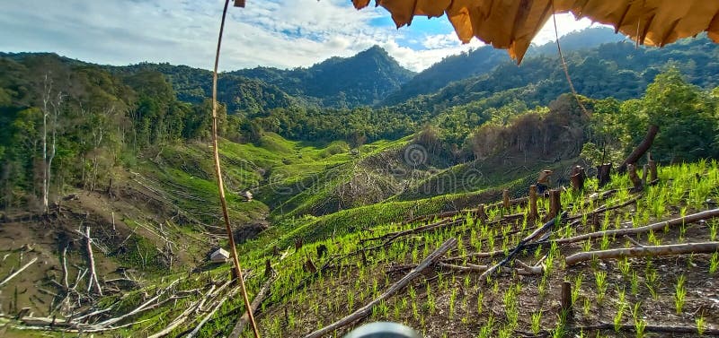 Green Forest View/natural Marvi08 Stock Photo - Image of mountain ...