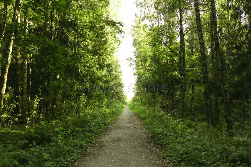 Green forest way stock image. Image of field, choice - 91518439