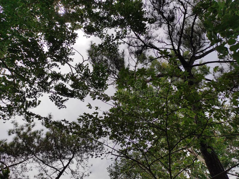 Green Forest and White Sky View from Bottom Stock Photo - Image of ...