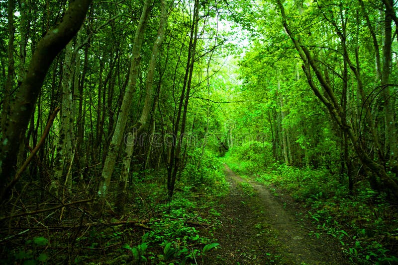 Forest, Wild Trees That Play With The Rays Of Light Stock Photo - Image ...