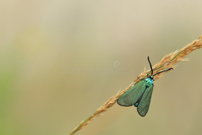 Green forester moth stock photo. Image of green, plant - 223683990