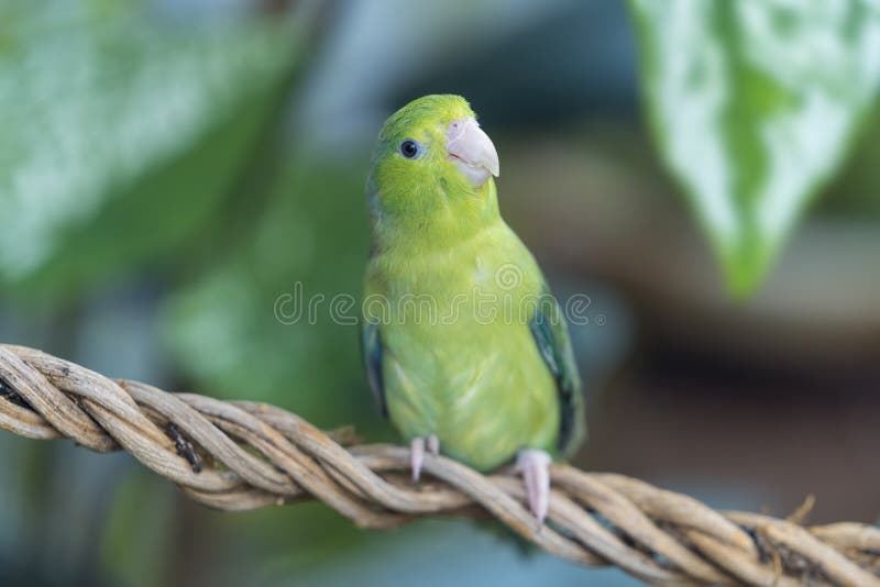 Green Forpus Parrot Perched on a Vine. Parrot Forpus Passerinus Perched ...