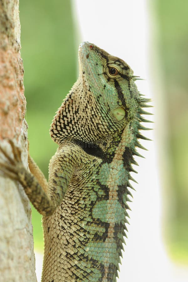 Green forrest Lizard stock image. Image of crest, animal - 33887297