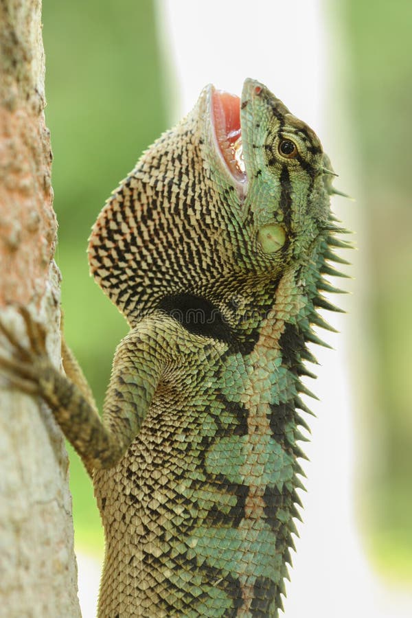 Green forrest Lizard stock image. Image of animal, view - 33887305