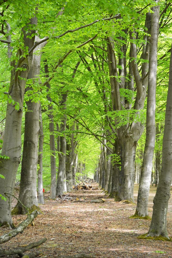 Forrest perspective stock photo. Image of global, leaf - 28164414
