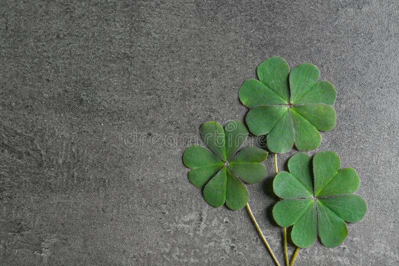 Green Four Leaf Clover on Grey Table, Flat Lay. Space for Text Stock ...