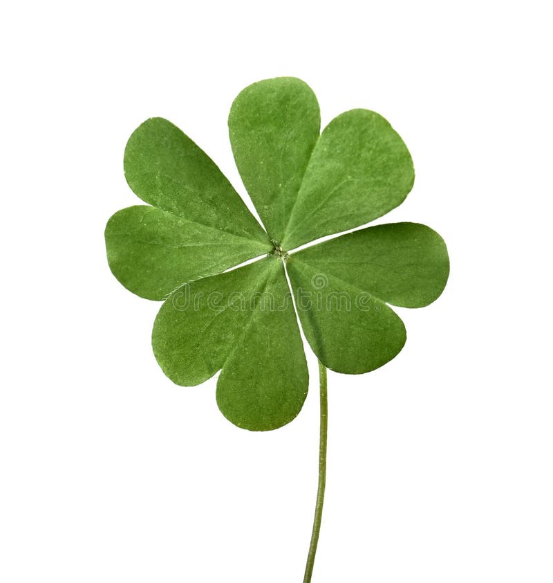Green Four Leaf Clover Isolated on White Stock Photo - Image of ...