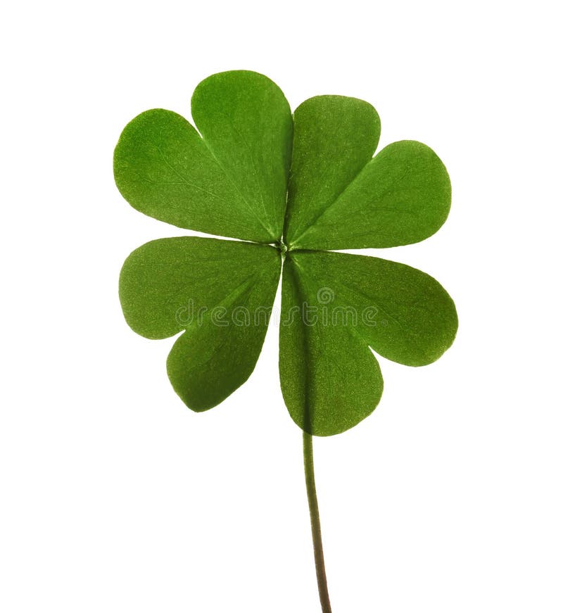 Green Four Leaf Clover Isolated on White Stock Photo - Image of patrick ...