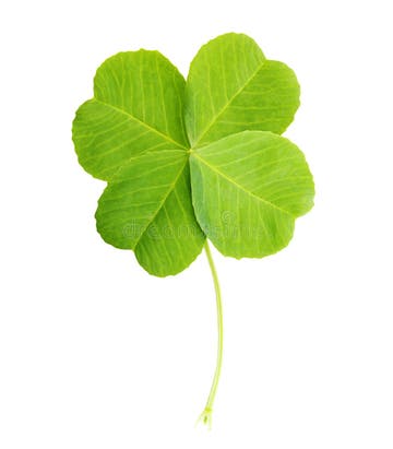 9,378 Green Four Leaf Clover Background Stock Photos - Free & Royalty ...
