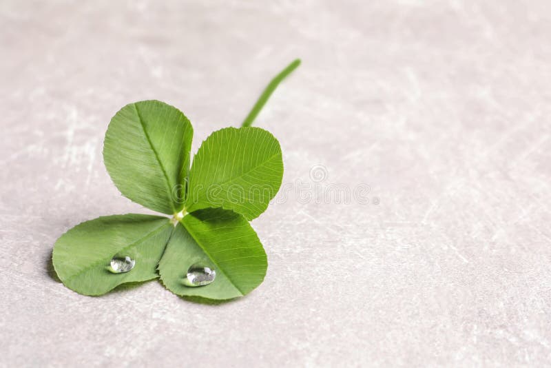 Green Four-leaf Clover on Light Background Stock Photo - Image of green ...