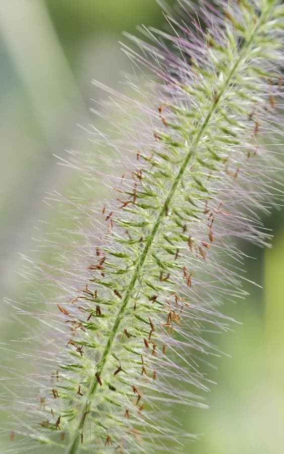 Green fox tail grass stock photo. Image of meadow, rural - 38432204