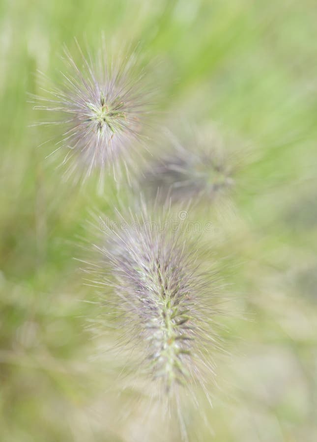 Green fox tail grass stock photo. Image of rural, green - 38690980