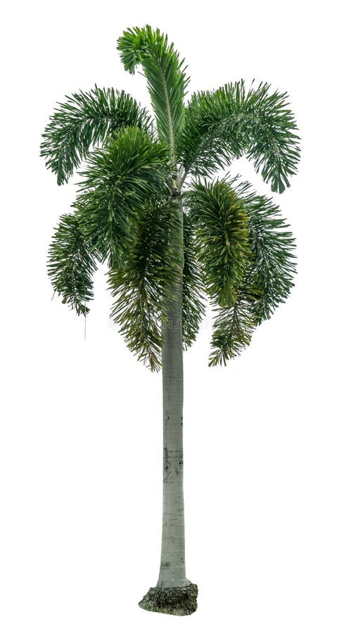 Fox Tail Palm Tree Stock Photos - Free & Royalty-Free Stock Photos from ...