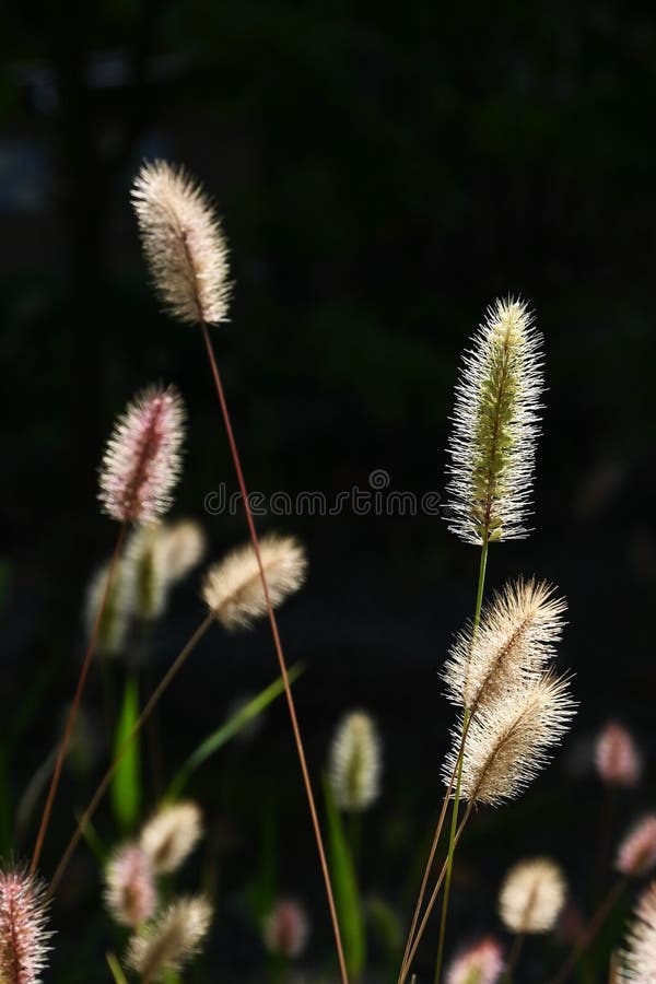 Green foxtail. stock photo. Image of abstract, close - 257938404