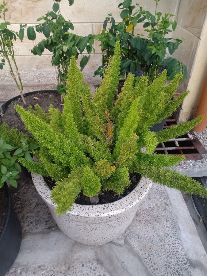 The Green Foxtail Fern in the Pot Stock Image - Image of green, foxtail ...