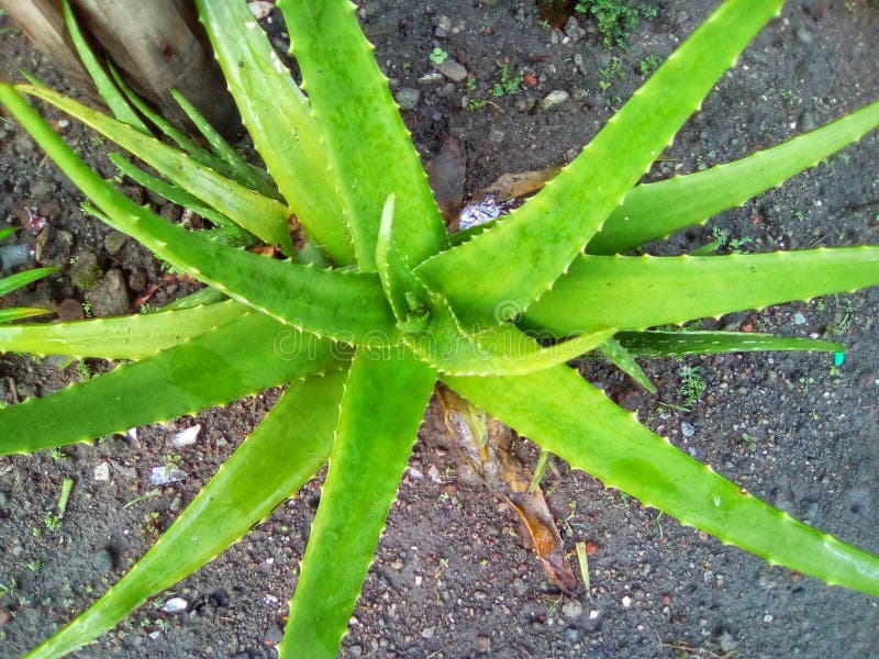 Beautiful Aloe Vera with Green Leaves Stock Photo - Image of texture ...