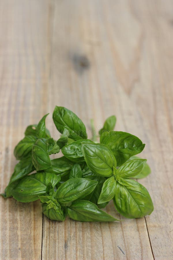 Aromatic Basil Herbs Vertical Background. Stock Illustration ...