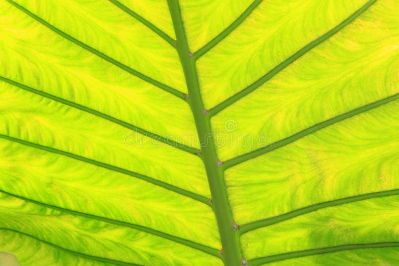 Green Fresh Arrowroot Leaf Texture Stock Photo - Image of vigour ...