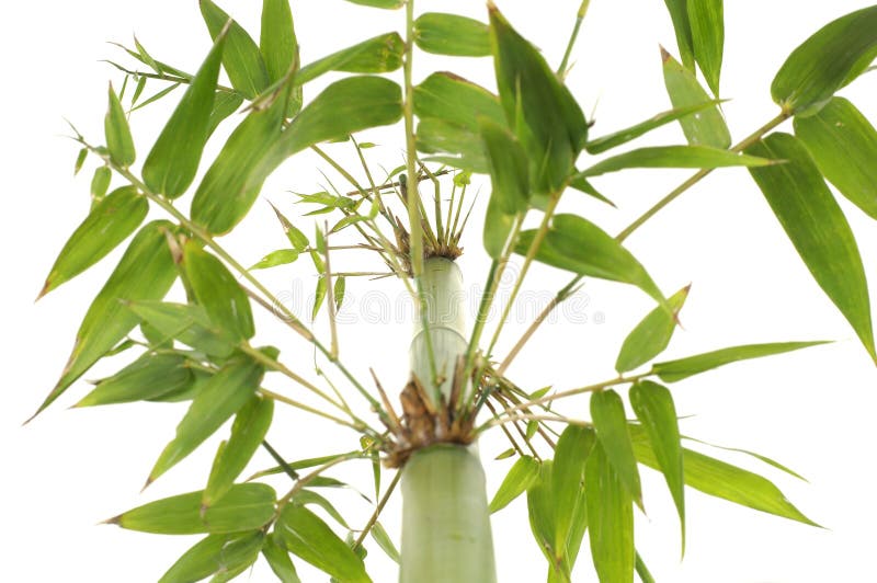 Green Fresh bamboo stock image. Image of foliage, calm - 22226131