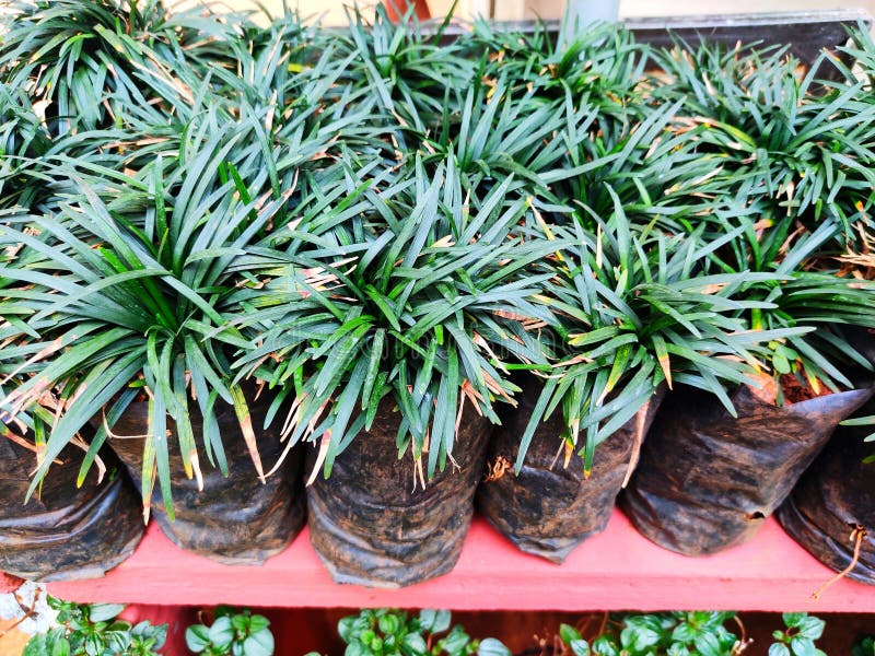 Green Fresh Beautiful Plant with Small Leaves Stock Image - Image of ...