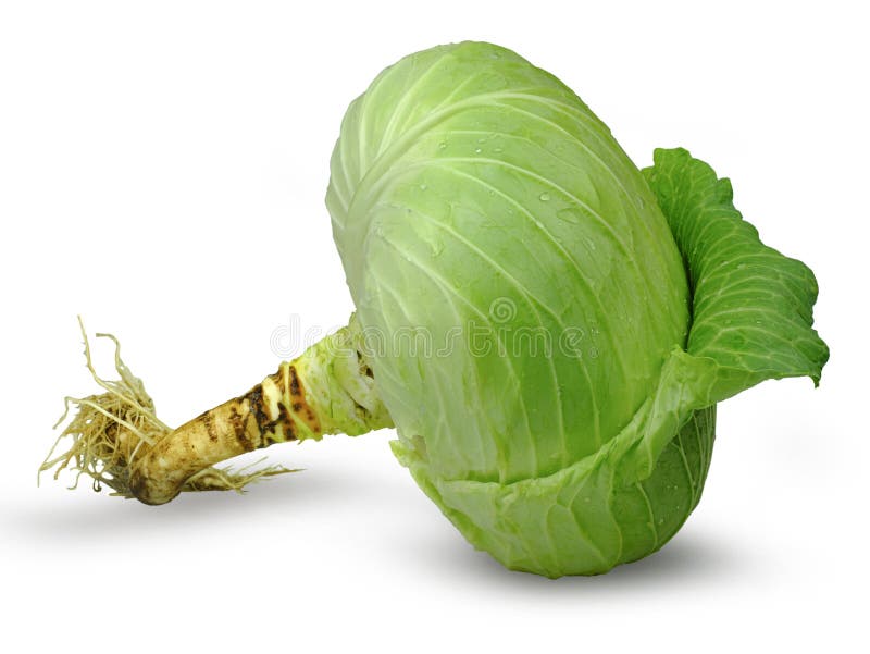 The Cabbage Root that Grows Best Under Deep Soils Stock Image - Image ...