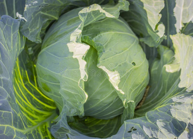 Green Fresh Cabbage, Top View on White Background Clipping Path Stock ...