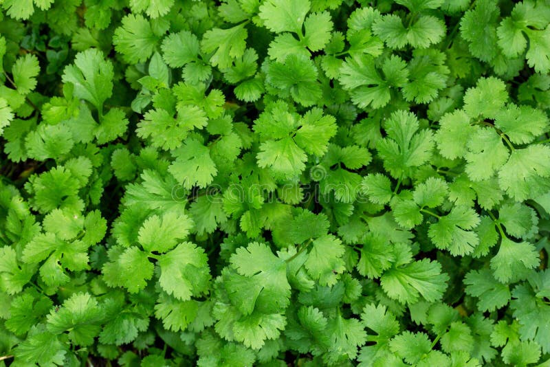 Green Fresh Cilantro Leaves Close Up Top View. Stock Photo - Image of ...